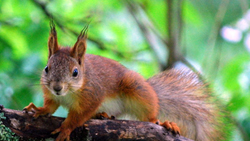 Tracing mpox | plus.maths.org