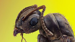 The power of ants | plus.maths.org