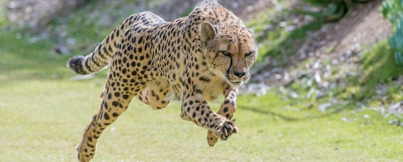 To know how it works, see how it moves | plus.maths.org