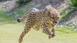 To know how it works, see how it moves | plus.maths.org