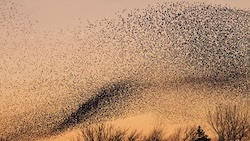 The murmuration conjecture: finding new maths with AI | plus.maths.org