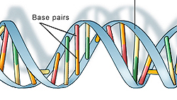 Exploring rare genetic resources | plus.maths.org