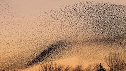 The murmuration conjecture: finding new maths with AI | plus.maths.org