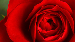 Counting rose petals | plus.maths.org