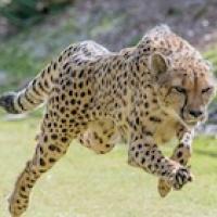 To know how it works, see how it moves | plus.maths.org