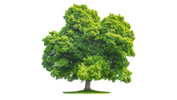 Counting the trees of life | plus.maths.org