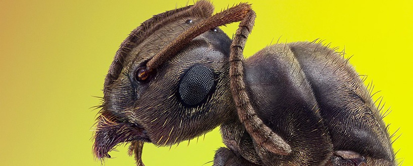 The power of ants | plus.maths.org